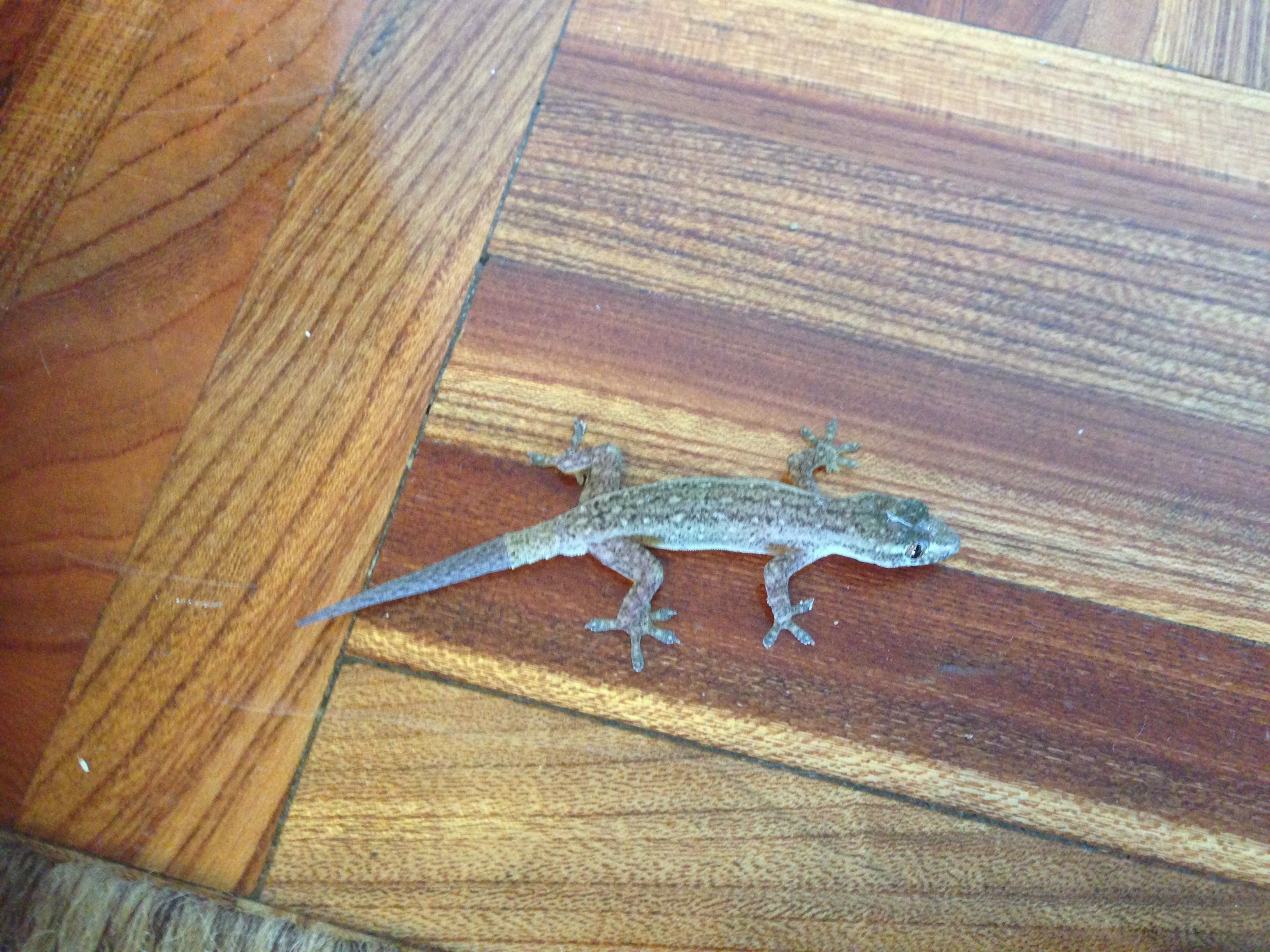 Greetings from Gary the Gecko: Representing the Tien Mu Welcome Wagon ...